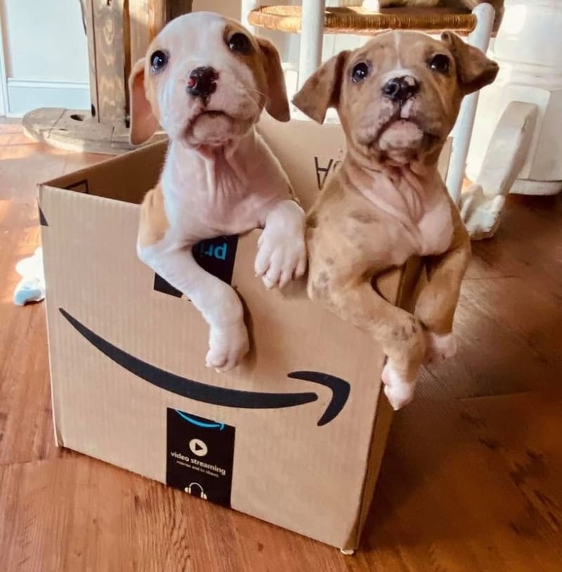 Forgotten, Now Family Rescue - Adopt A Dog