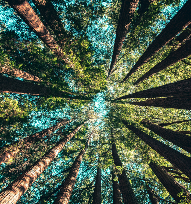 Why private finance alone can’t restore nature | NEB Digest