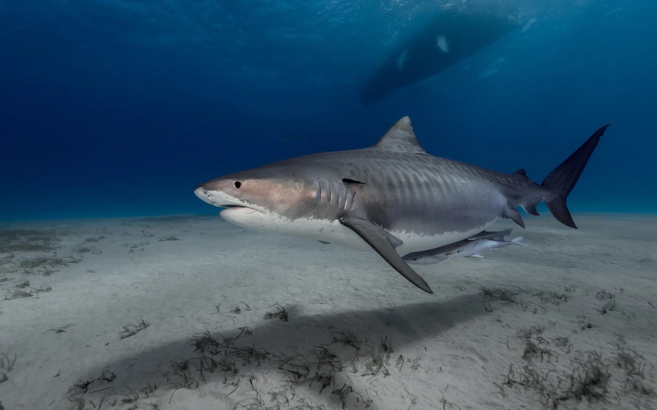 The Tiger Shark: A Key Predator of Tropical Oceans