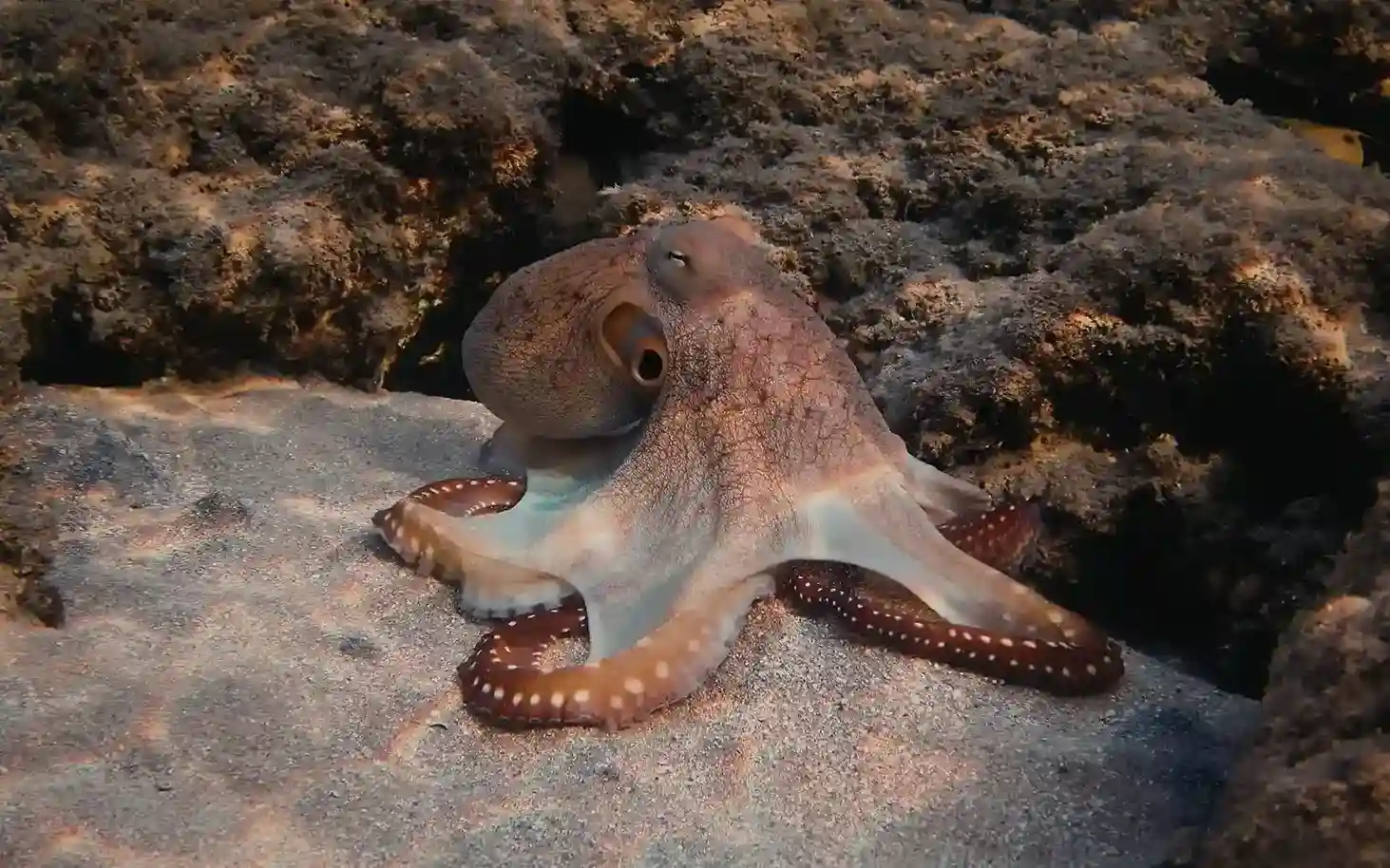 Octopus: Intelligence, Adaptation, and Life
