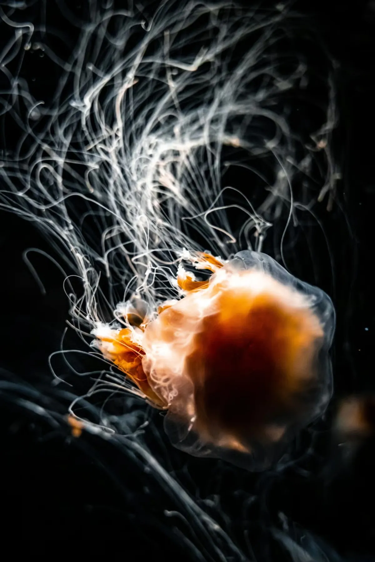 Dumbo Octopus: Deep Abyss Explorer