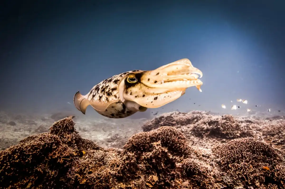 Giant Squid Facts, Size & Behavior | OceanHero