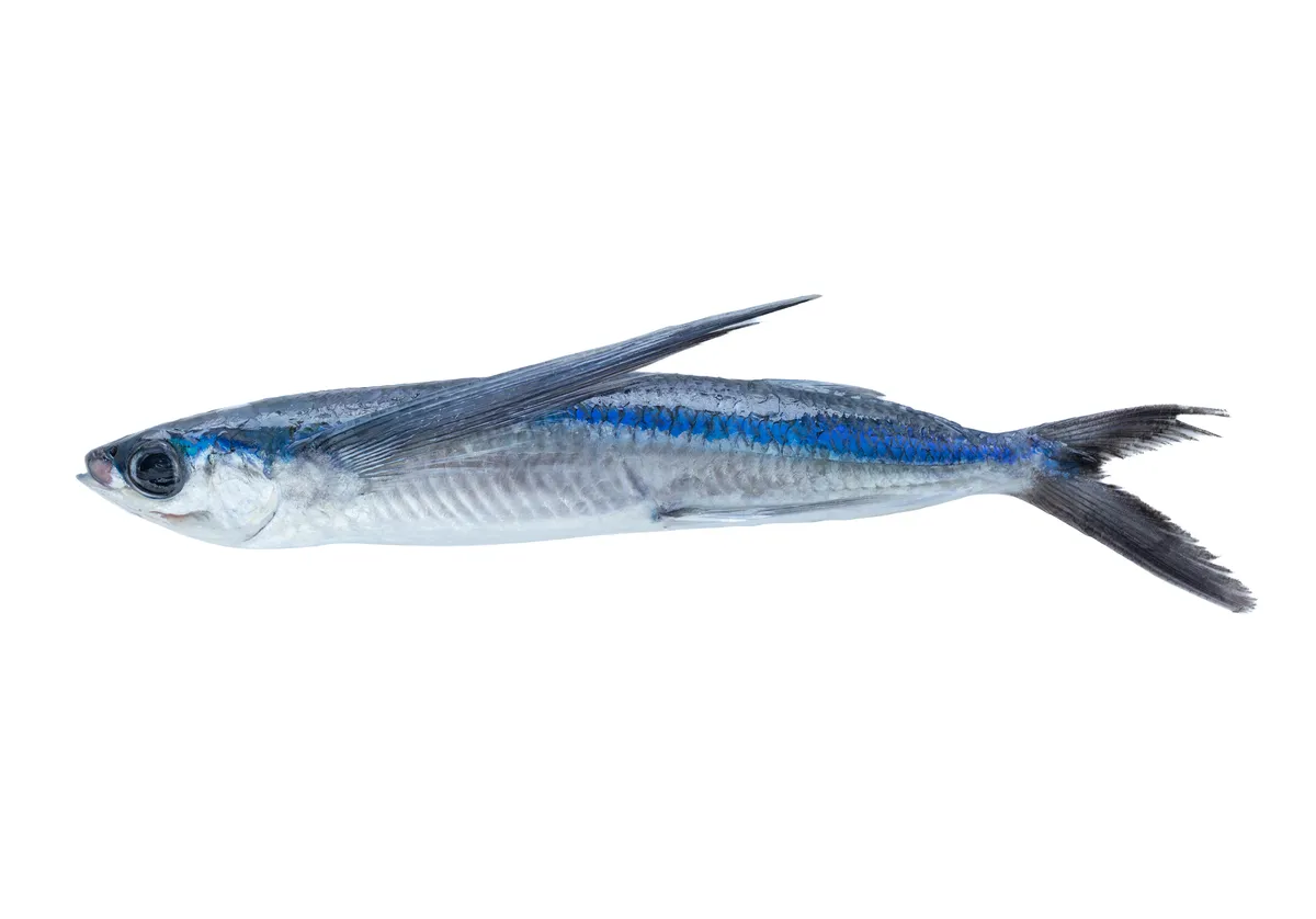 Flying Fish: The Ocean's Aerial Glider | OceanHero