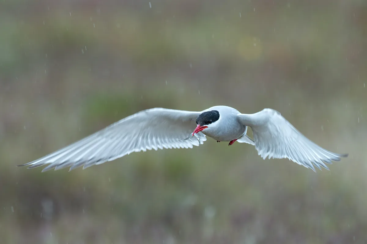 Arctic Tern: World's Longest Migration