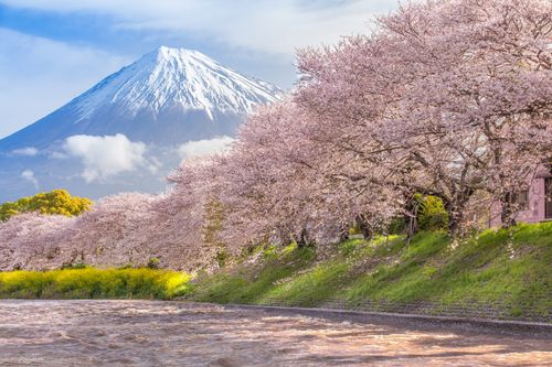 The Fascinating Origin and History of Hanami – Japan’s Cherry Blossom ...