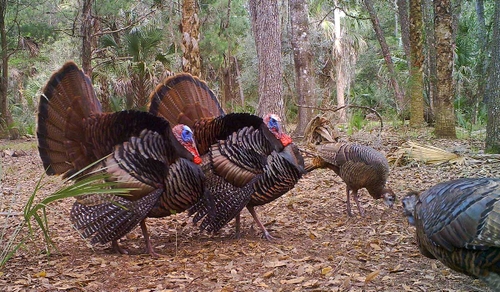Turkey Hunting with Trail Cameras: Tips and Tactics