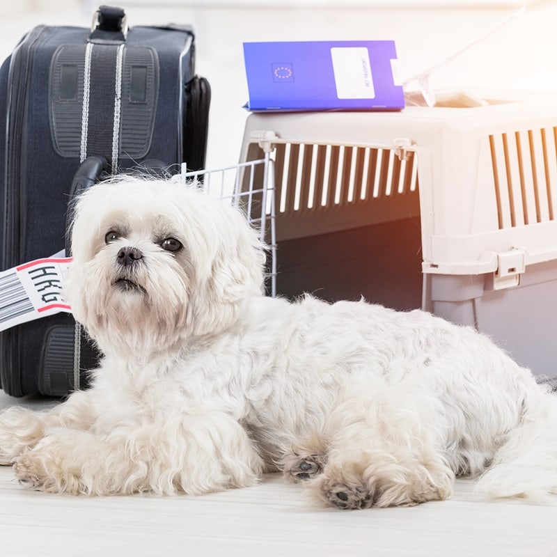 Pet Shipping Services | Pet Air Transport | Paws en route