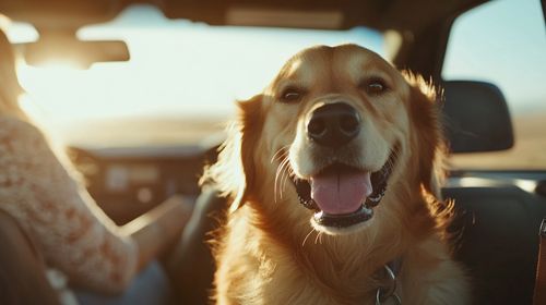 Common Questions for Pet Travel, Pet Relocation, and Pet Moving ...
