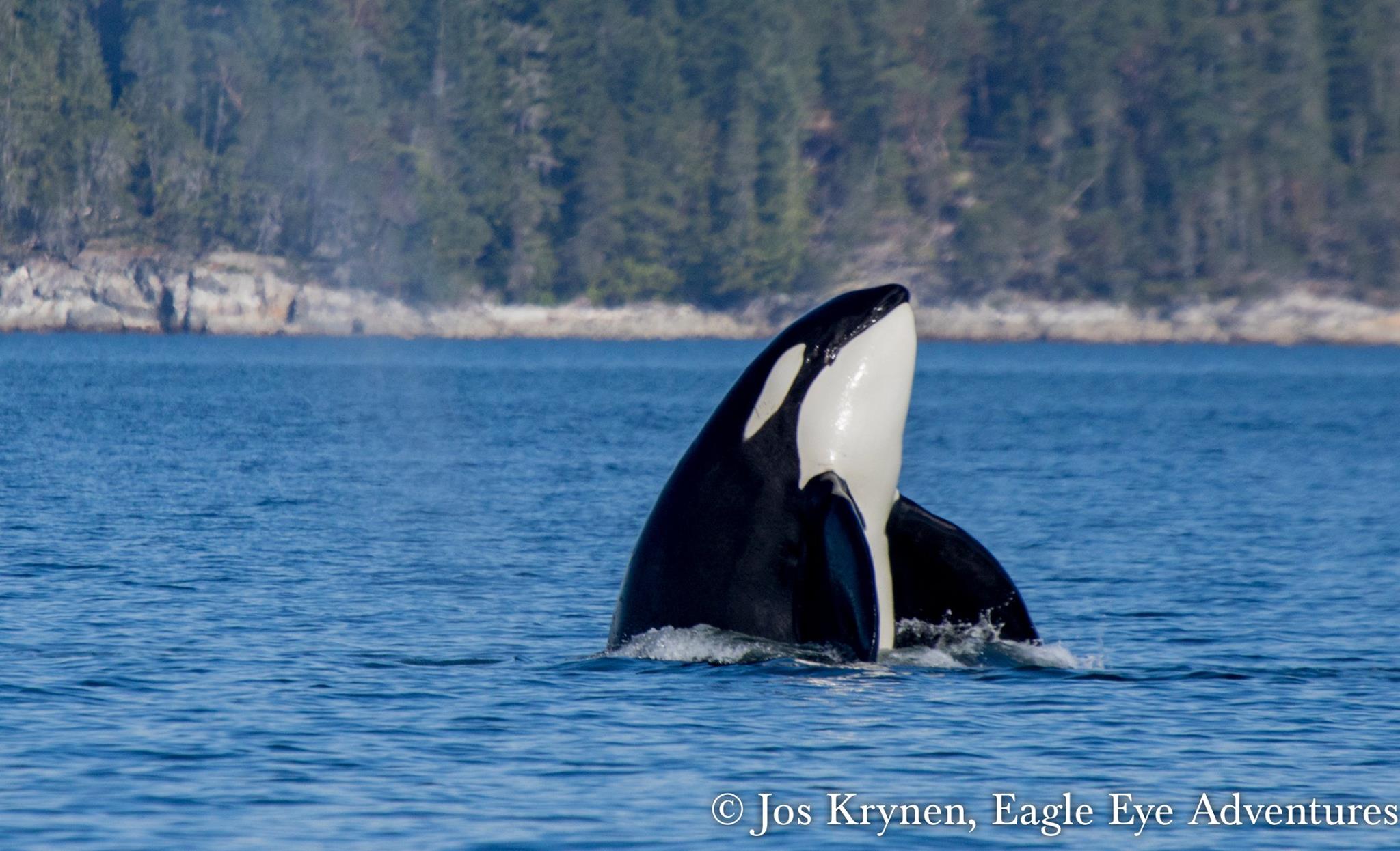 Discover Orca Whales in Canada: A Guide to the Top Spots to See Orcas ...