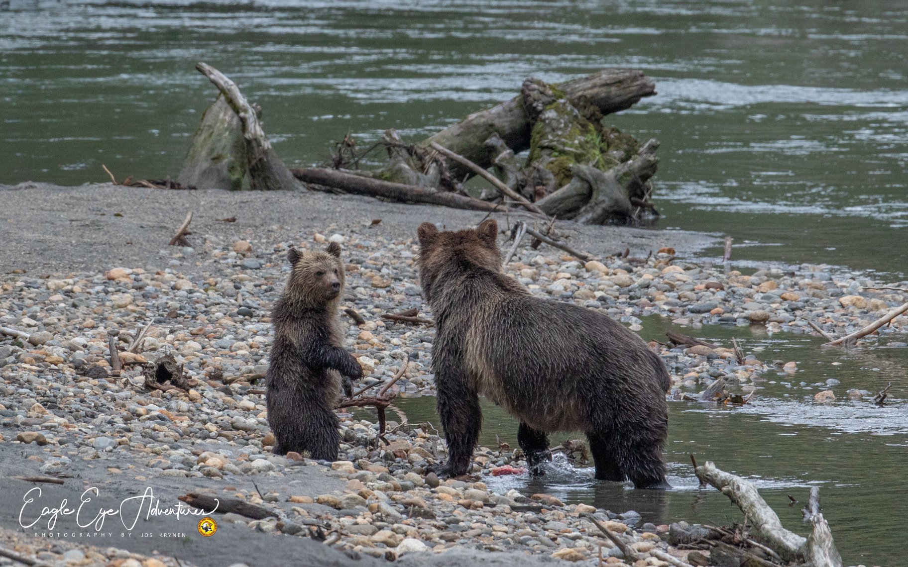 Can You Tame a Grizzly Bear? The Truth Revealed | Eagle Eye