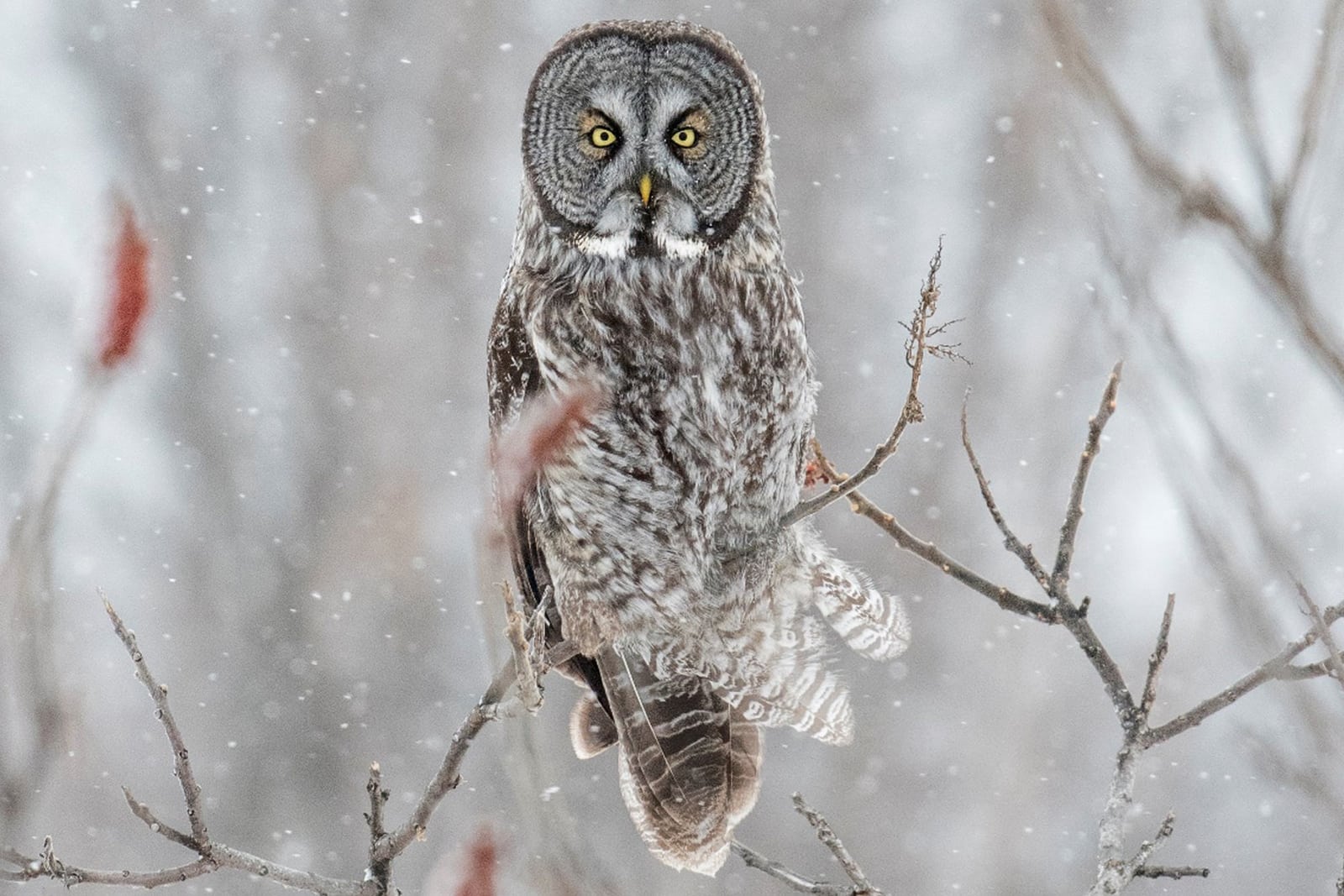 5 Pro wildlife photography tips to get amazing images