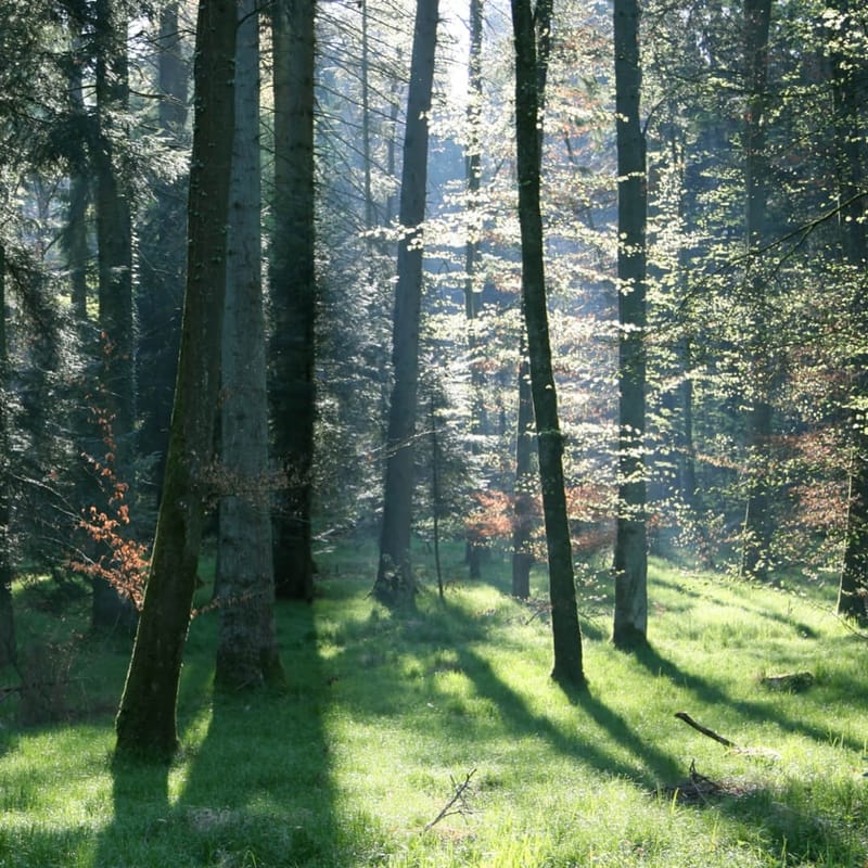 Sachet Guest | Davis Furniture