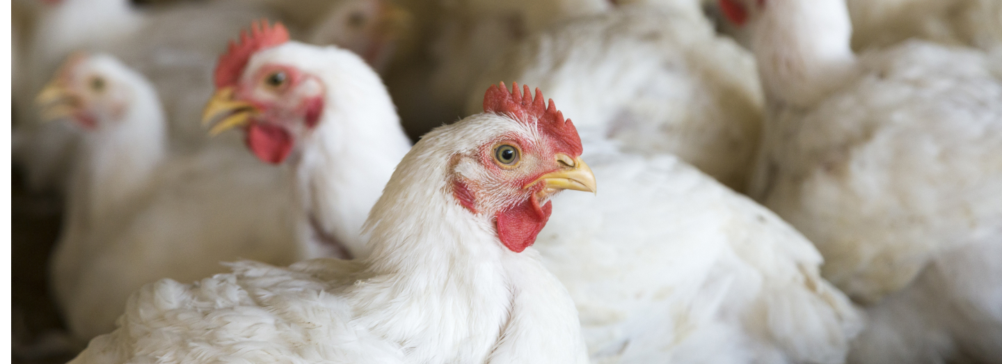 Live Bird Handling - BAADER Poultry