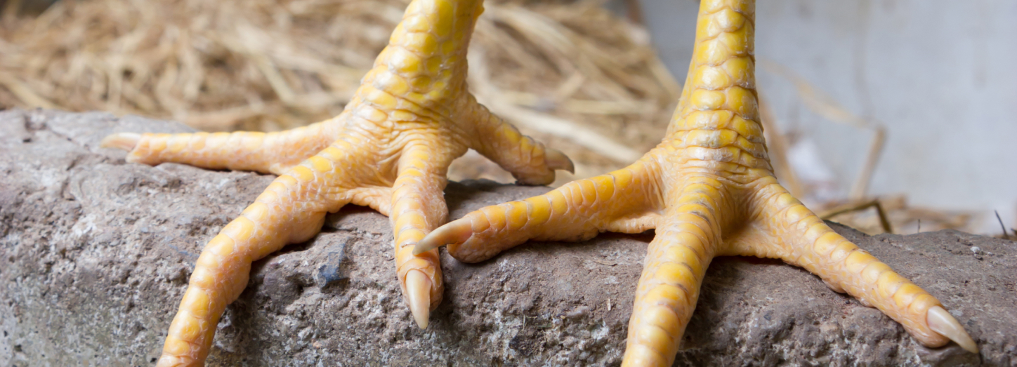 Foot Processing - BAADER Poultry