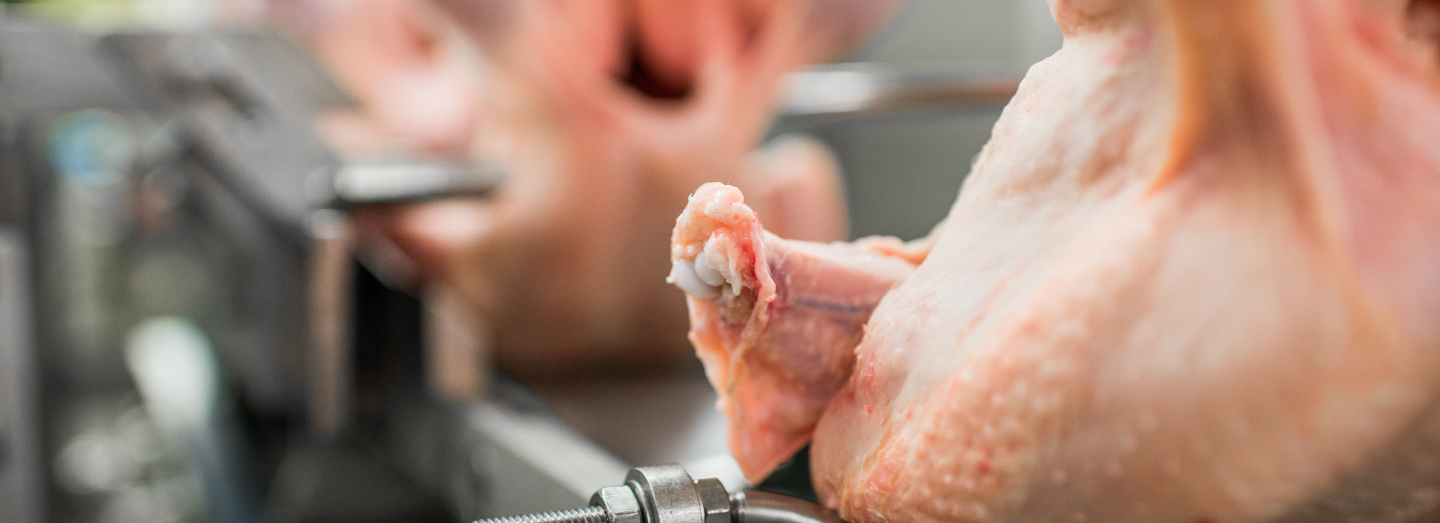 Wing segmenting - BAADER Poultry