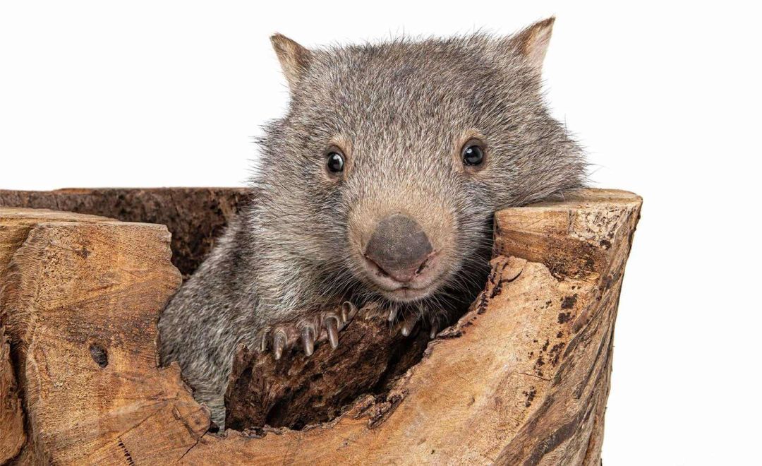 Sydney Wildlife Rescue | Home