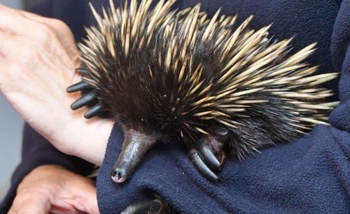 Sydney Wildlife Rescue | Home