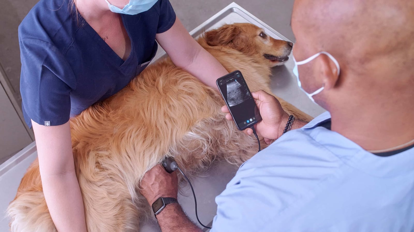 Best Veterinary portable ultrasound for any animal | iQ+ Vet