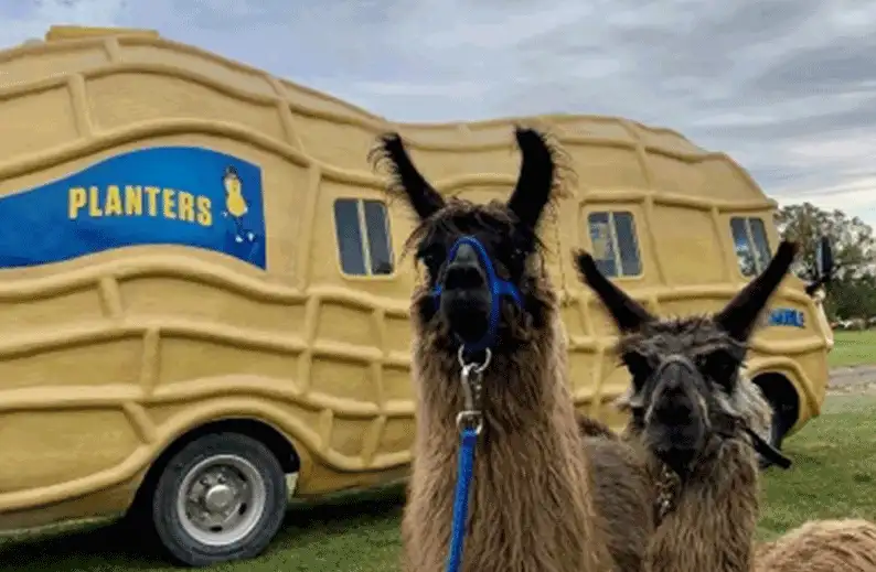 Wiard's Special Events | Ypsilanti, Michigan | Wiard's Country Fair ...