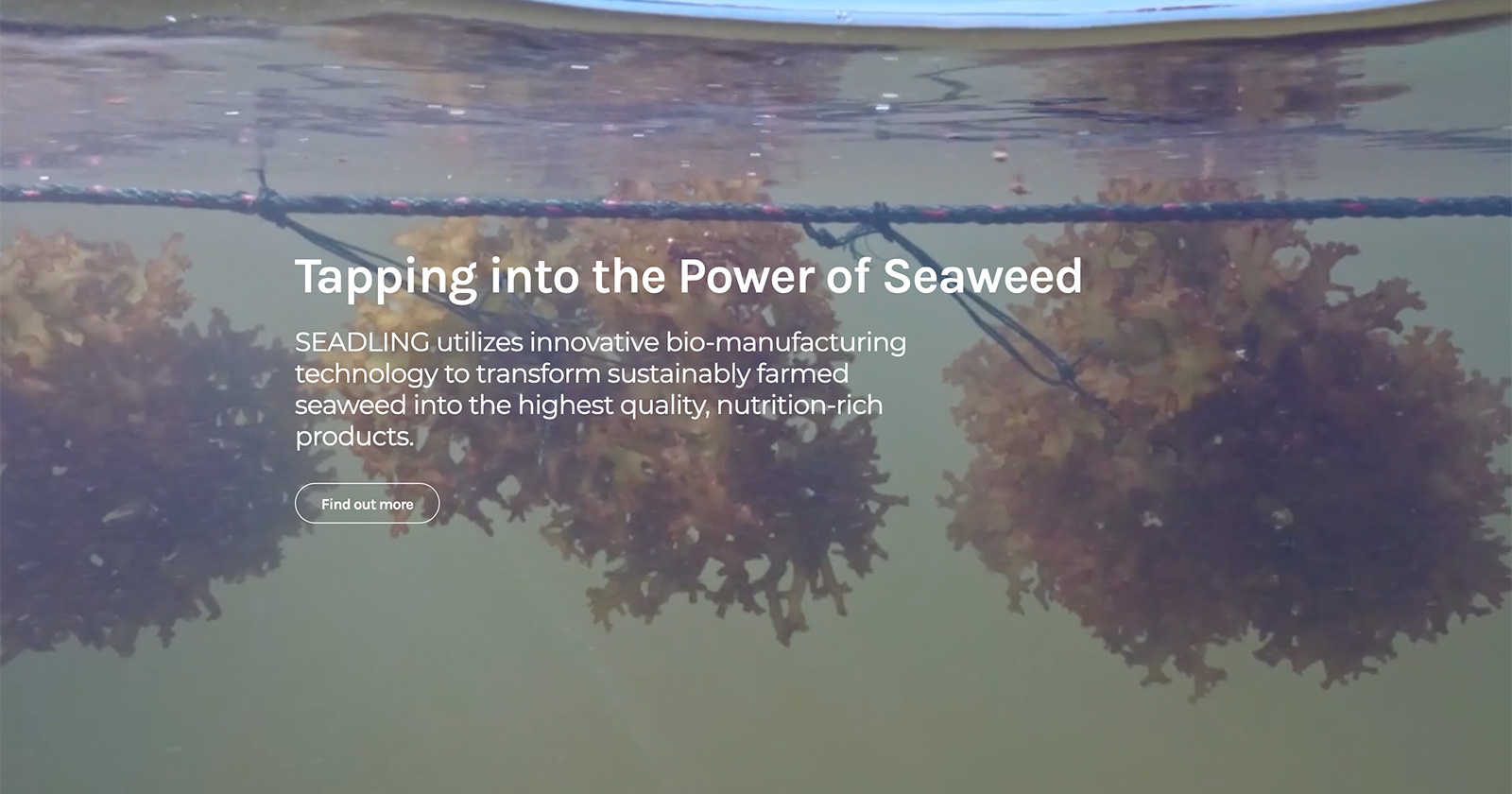 SEADLING: Building the Future of Seaweed