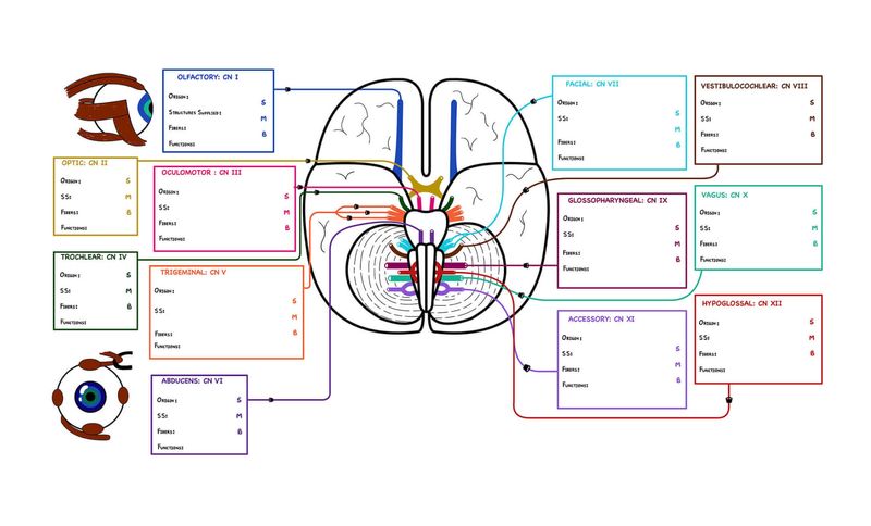 Ninja Nerd - Medicine Lectures, Notes & Illustrations