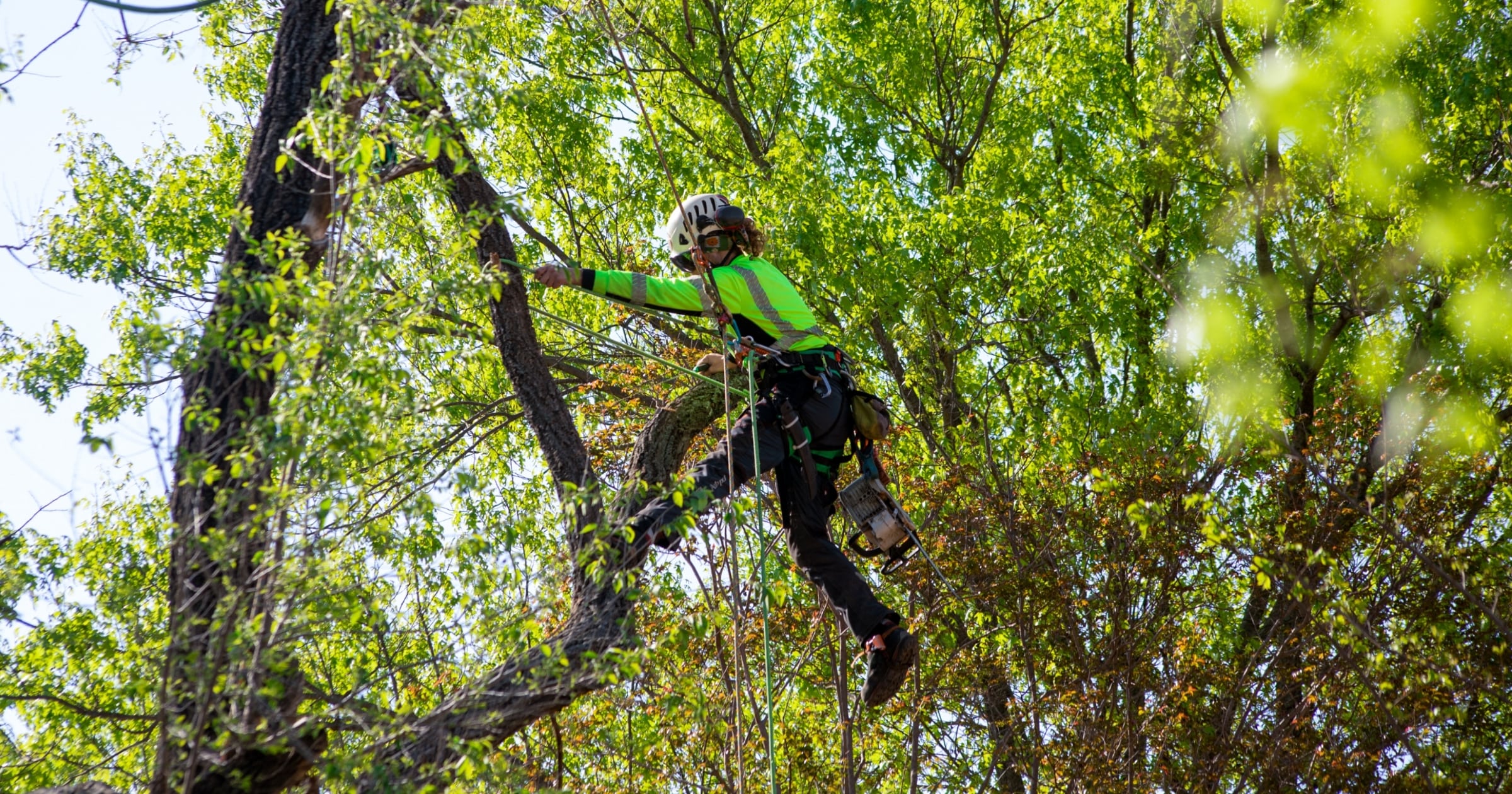 Treehugger Tree Service | Tree Care Done Differently
