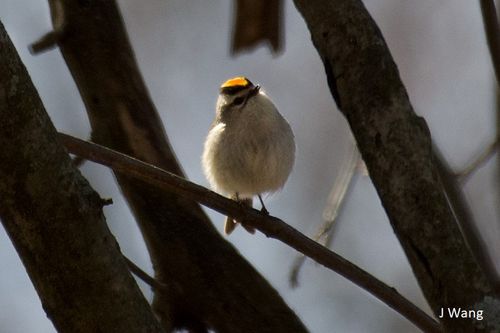 Trip Highlights from the Allen Bird Club