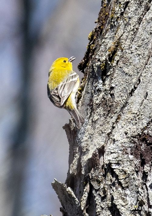 Trip Highlights from the Allen Bird Club