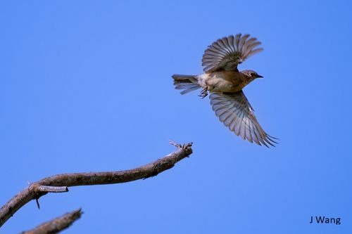 Trip Highlights from the Allen Bird Club