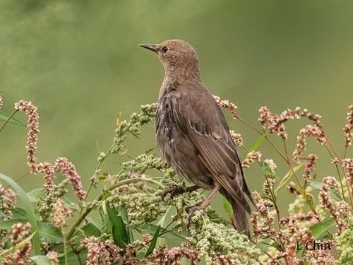 Trip Highlights from the Allen Bird Club
