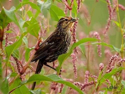 Trip Highlights from the Allen Bird Club