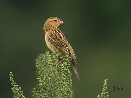 Trip Highlights from the Allen Bird Club