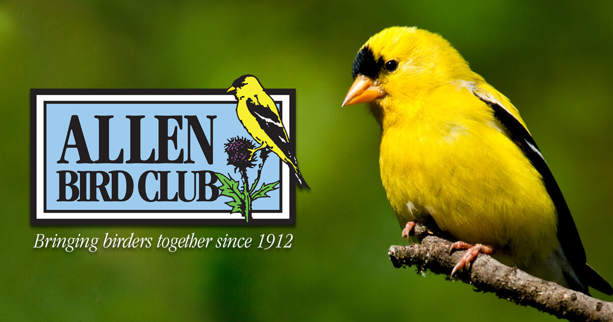 Trip Highlights from the Allen Bird Club
