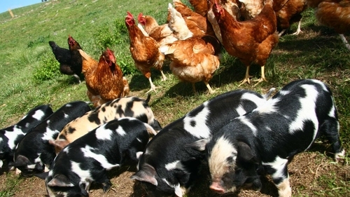 Animal Rendering & Roll-Off Containers | Organic Waste Connections