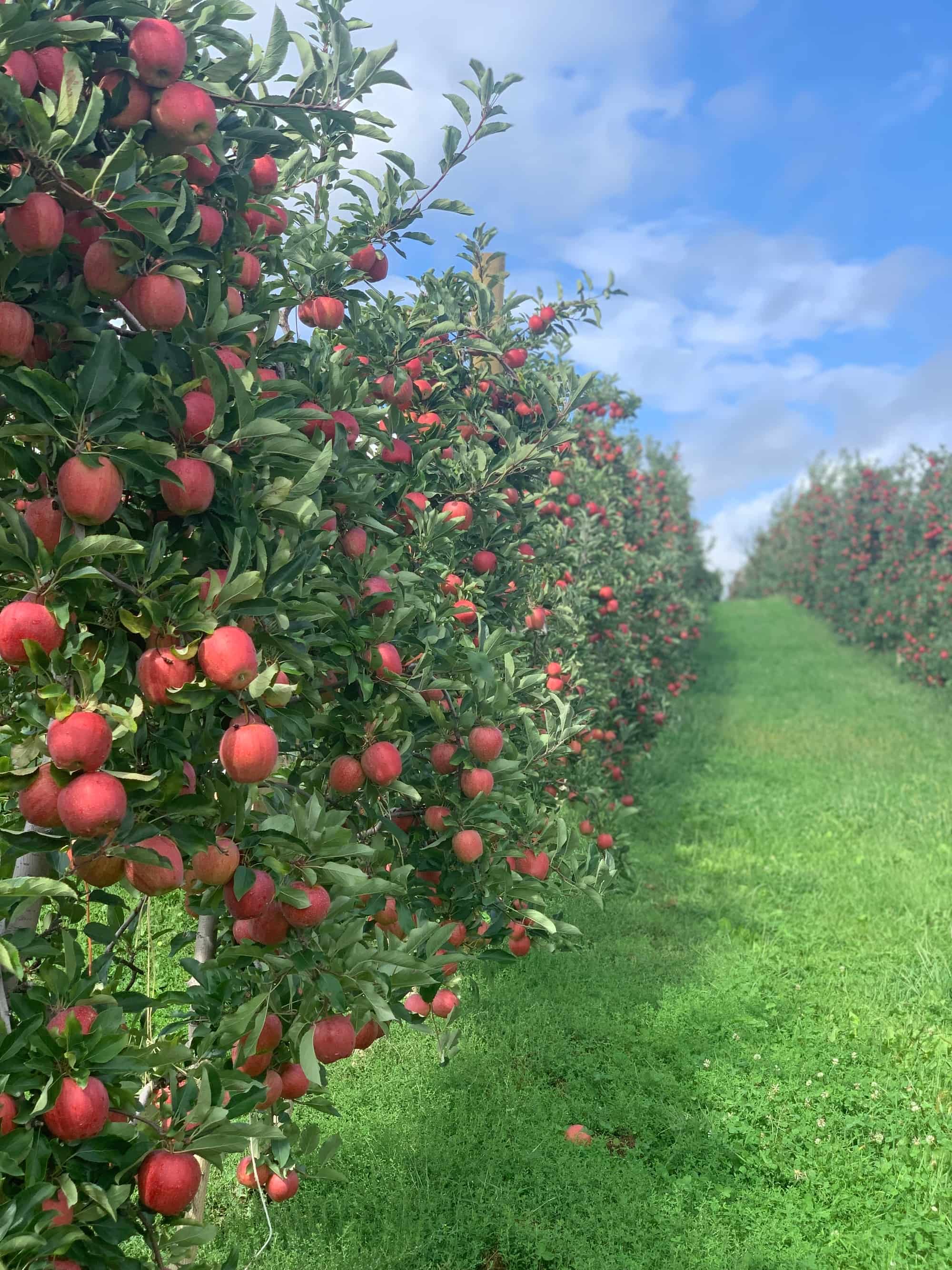 Hudson River Fruit Distributors | Vertically Integrated Apple ...