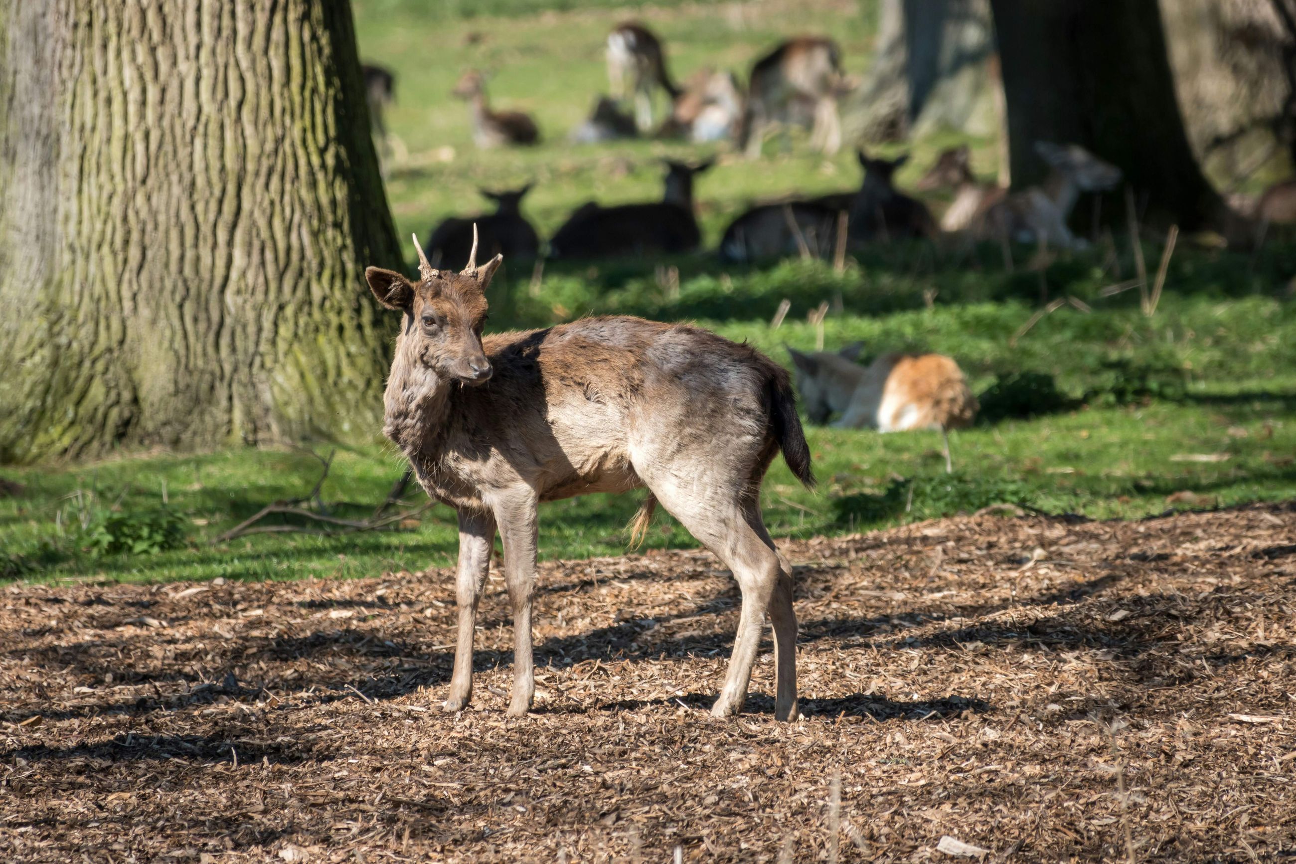 Exploring Holkham Hall: A Guide to Visiting the Historical Gem ...