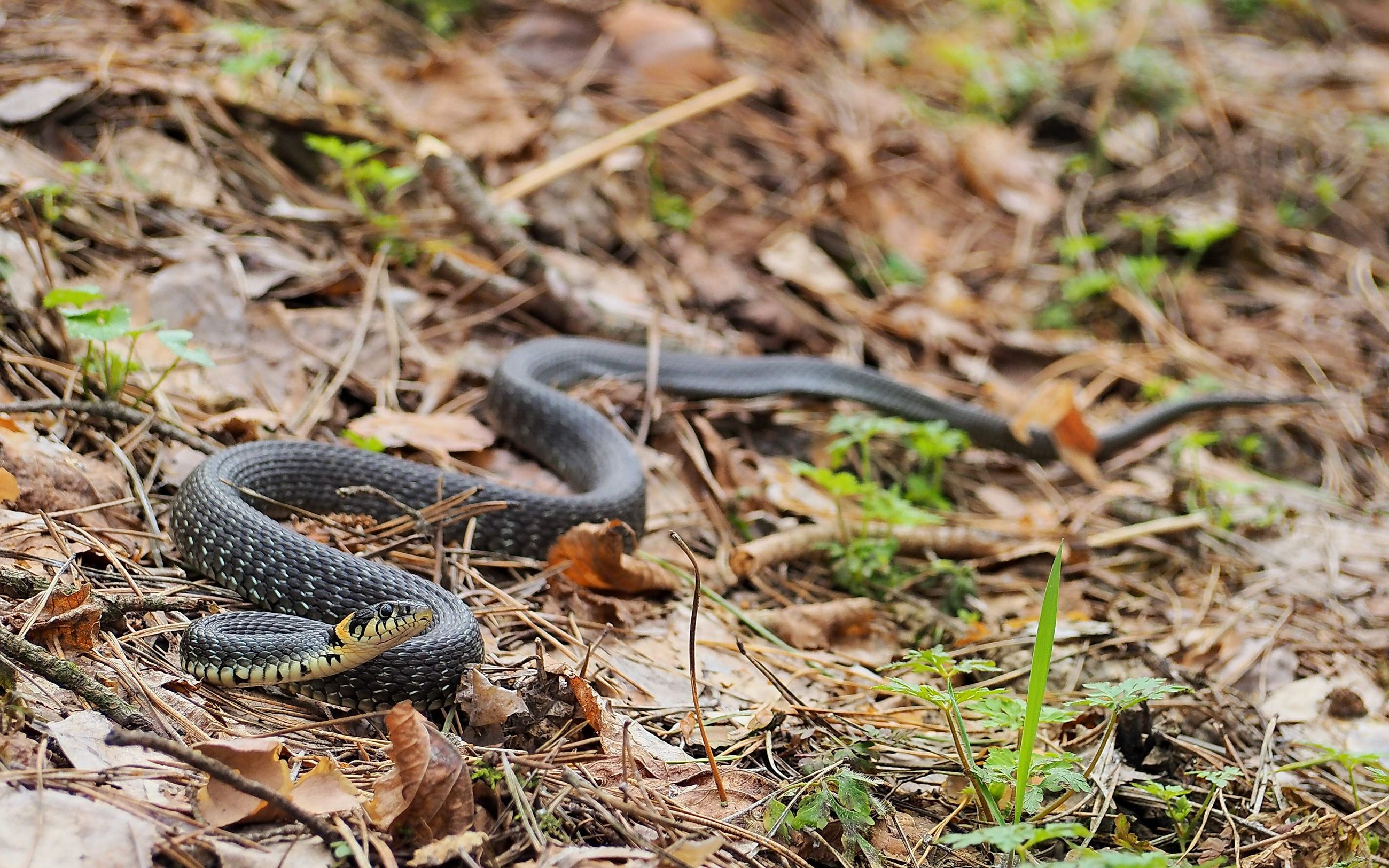The Serpents of the UK: Understanding the Local Snake Species ...