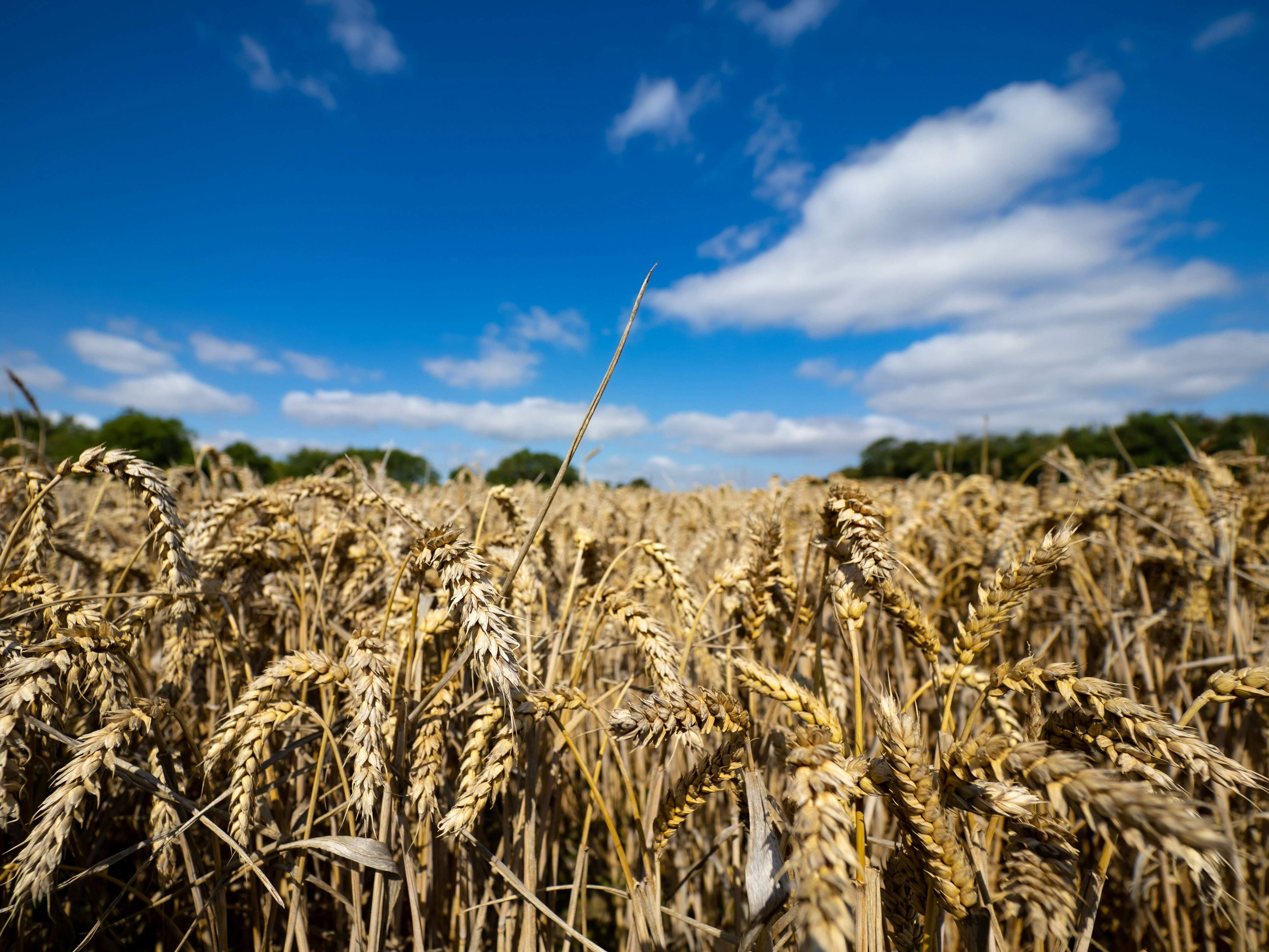 What is the Weather Like in the Cotswolds in July? - CotswoldXL Magazine