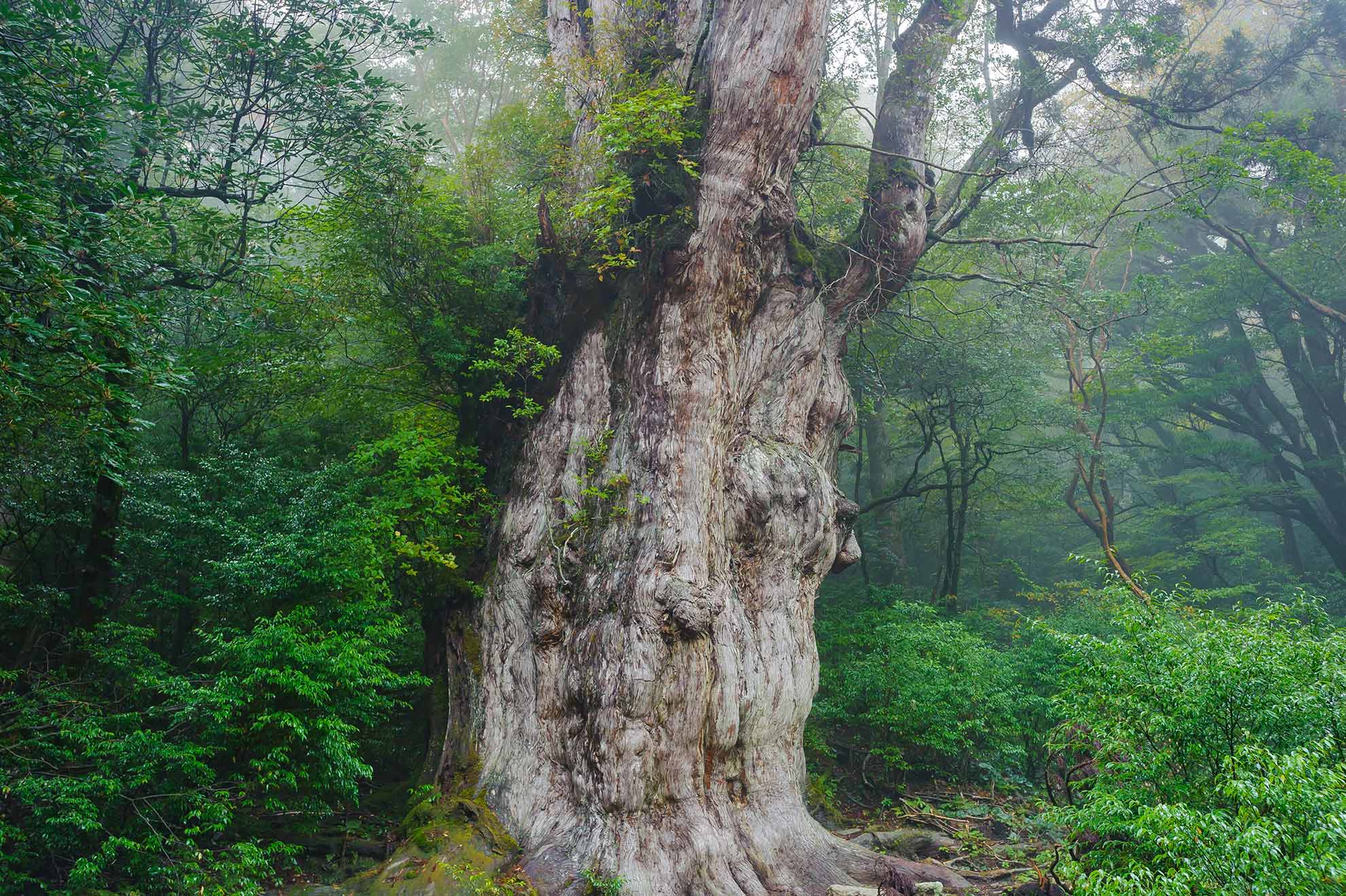 Trekking guide to Jomon Cedar｜Travel planning｜THE HOTEL YAKUSHIMA