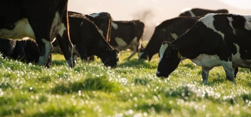 Agriculture, Horticulture & Engineering Consultants NZ - AgFirst