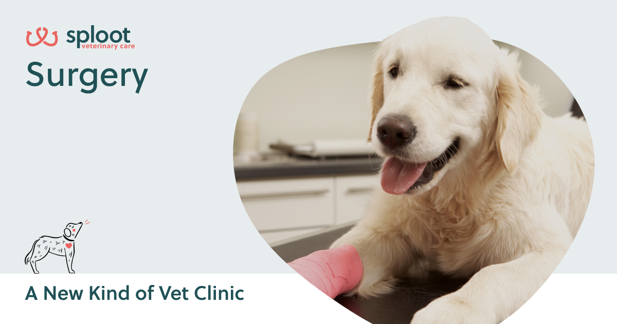 Gastric & Intestinal Surgery for Pets - Sploot Vets