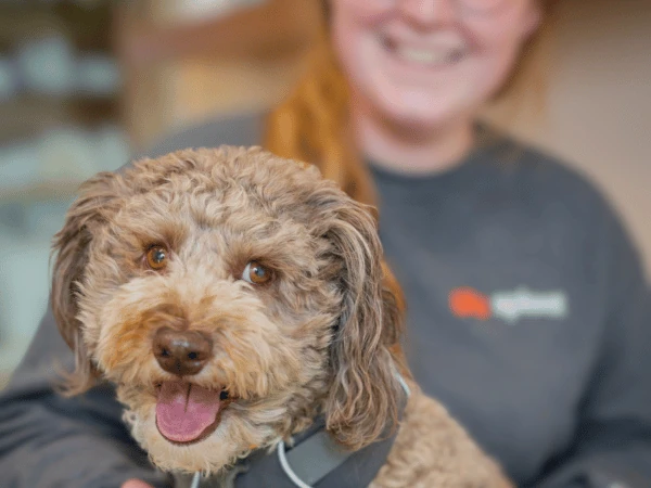 Dog Vaccines: Types, Schedules, & More [Vet-Approved Guide]