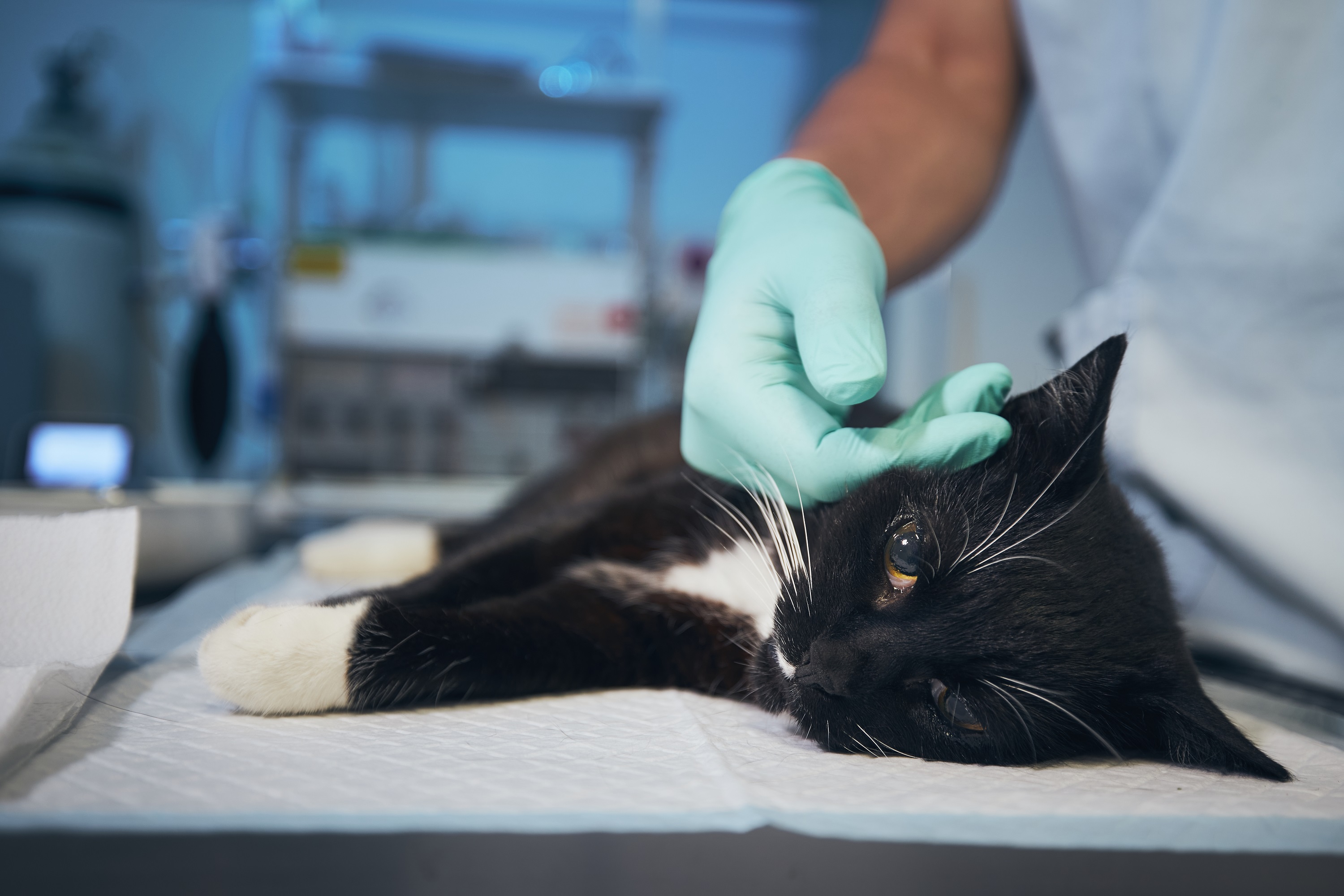 Micoplasmose felina: conheça a doença da pulga dos gatos no blog Guia Vet