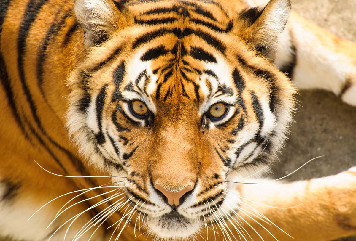 The Five Animals of Shaolin Kung Fu: Tiger | Shaolin Studio Blog