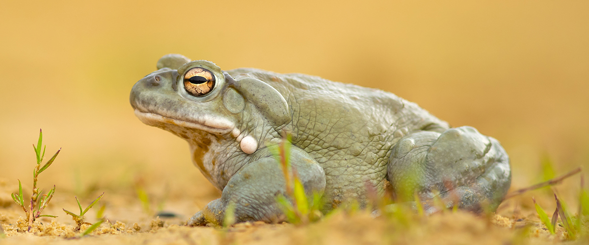 Stop Licking Toads, Says National Park Service