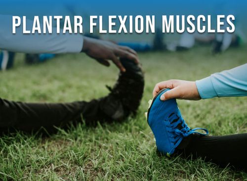 Plantar Flexion Muscles: Anatomy, Function, and Common Imbalances Explained
