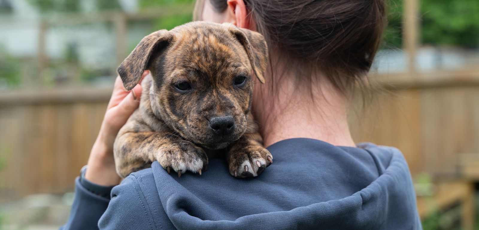 PINK DOG SHOW 5-6 Oct 2024 | Monster Pet Food