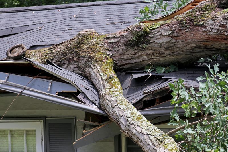 How Roofing Damage from Trees is Repaired | Cloud Roofing