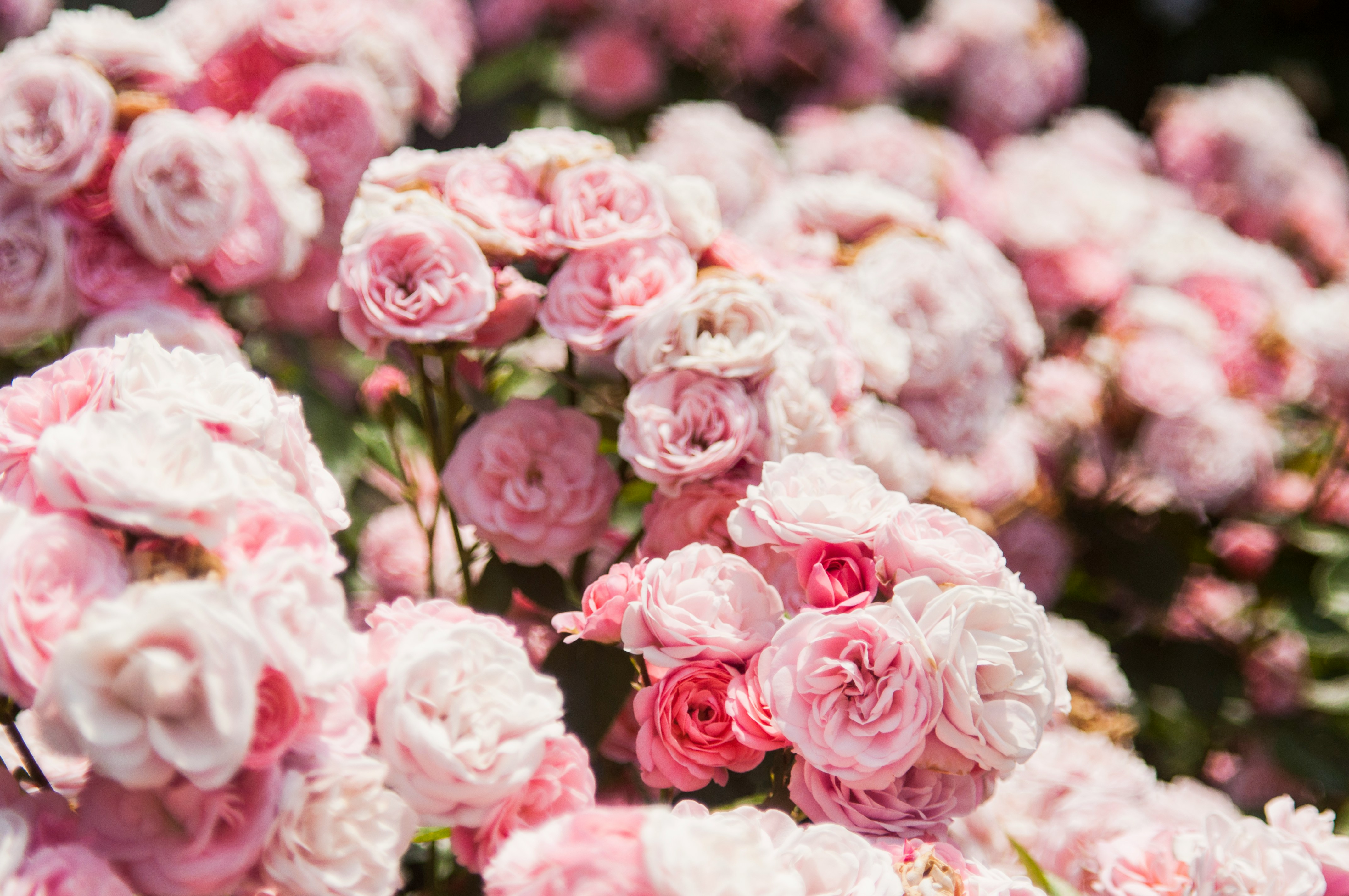 Rose Placenta Extract: Vegan Anti-Aging Ingredient | Japan