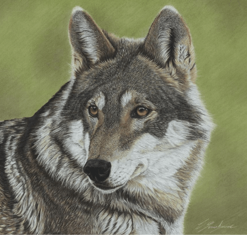 Lucy Swinburne | How to draw step by step tutorials